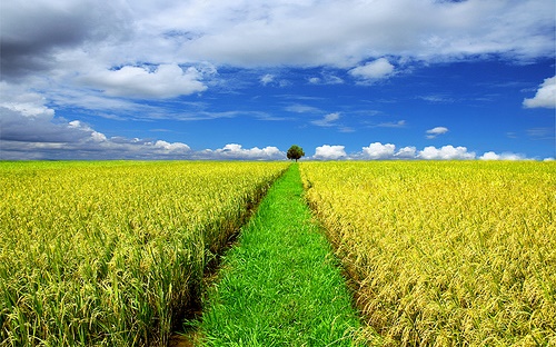 Bài Học Về Cỏ Dại Và Cánh Đồng - IMA